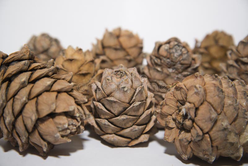 Pine Lump Full of Nuts Photographed in the Style of a Supper Mac Stock ...