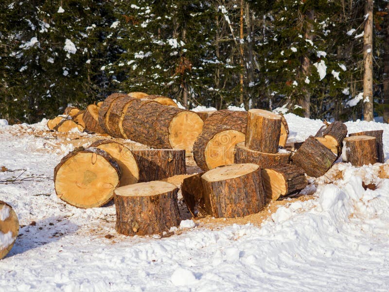 Pine Lumps. the Trunk of the Tree is Cut into Fragments Stock Image ...