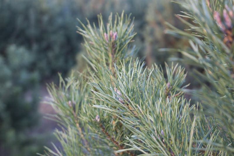 Pine macro stock image. Image of aromatherapy, leaf, evergreen - 77444579