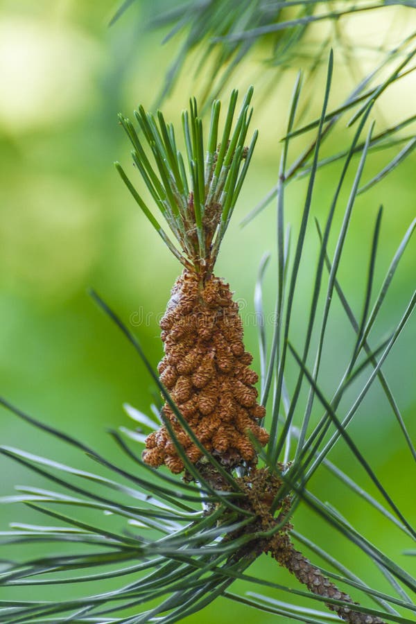 Pinus Roxburghii Large Male Cone Stock Photo - Image of pinus, orange ...