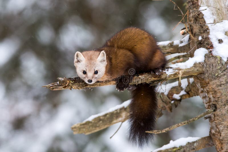 Pine Marten on a Tree Branch Stock Photo - Image of cute, snow: 146511034