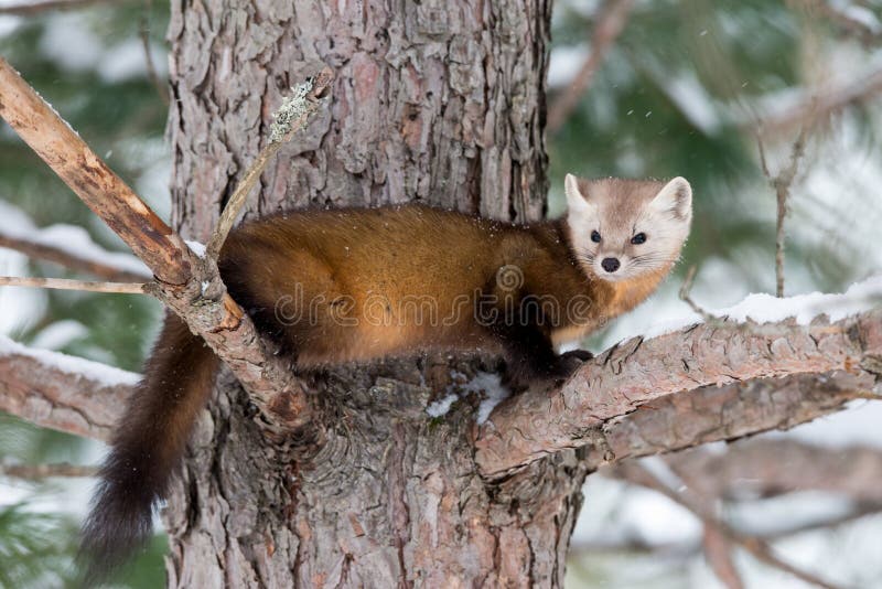 American Pine Marten