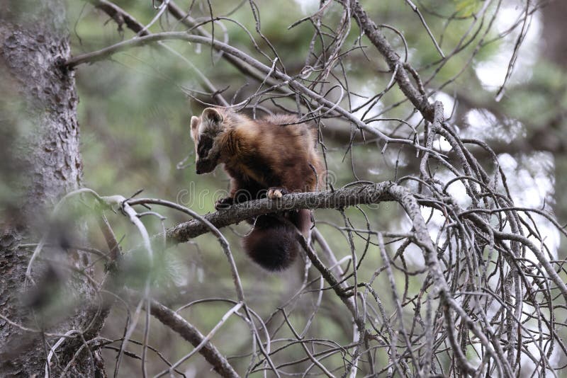 Pine Marten Banff National Park Kanada Stock Image - Image of wildlife ...