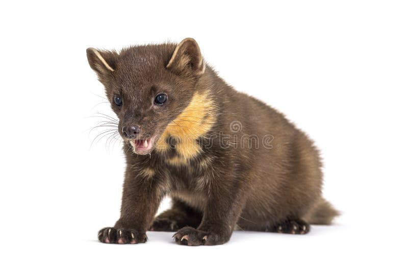 253 Pine Marten White Background Stock Photos - Free & Royalty-Free ...