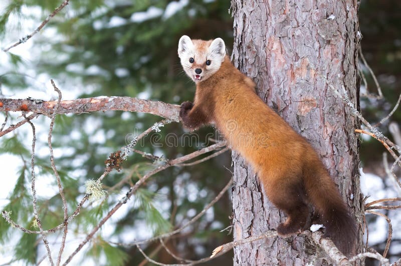 Pine Marten Martes Americana on a Tree Branch in Algonquin Park in ...