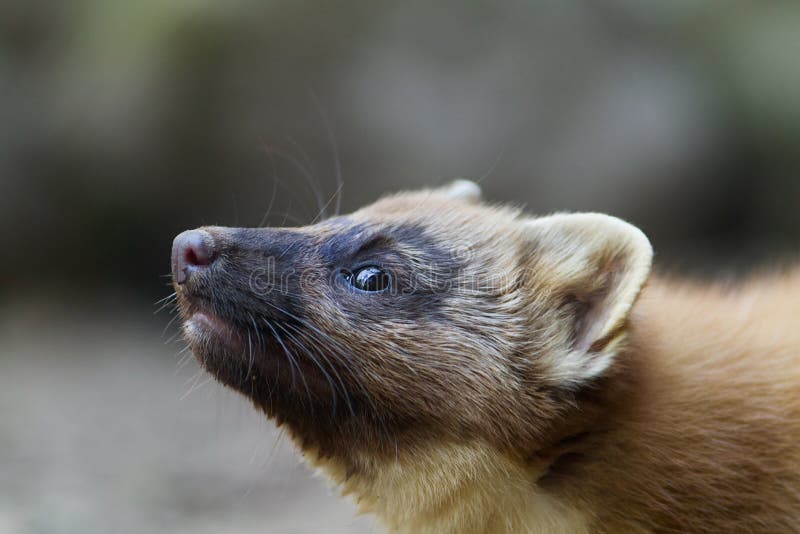 Pine marten stock image. Image of portrait, pine, carnivore - 52783113