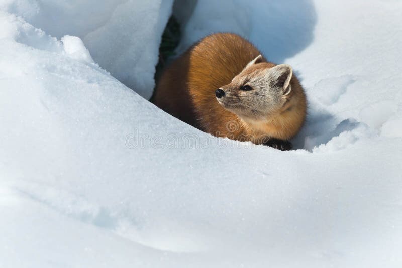 Pine Marten - Martes Americana Stock Photo - Image of organism, ontario ...