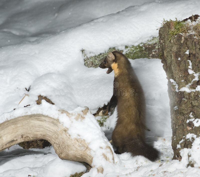 Pine Marten stock photo. Image of weasel, animal, family - 33596812