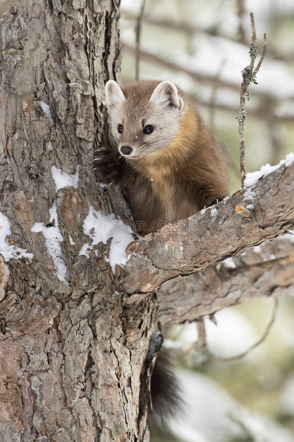 A Pine Marten Sitting on a Snow Covered Tree Branch in Algonquin Park ...