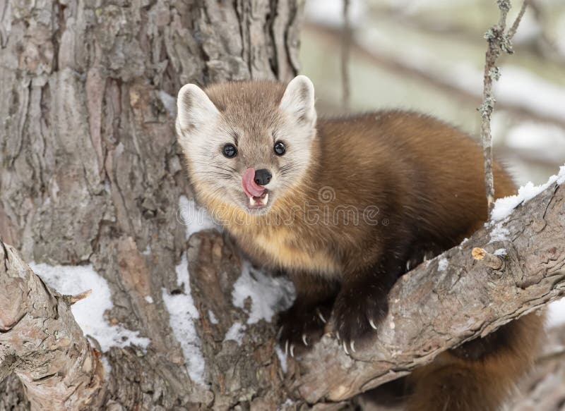 A Pine Marten Sitting on a Snow Covered Tree Branch in Algonquin Park ...