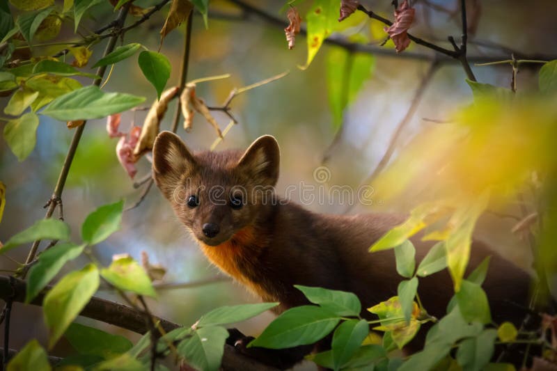 Pine Marten is Sitting on a Tree among Leaves and Looking Stock Photo ...