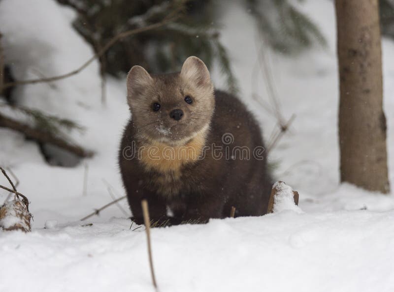Pine Marten Standing in Deep Snow with Fir Tree Behind Stock Photo ...