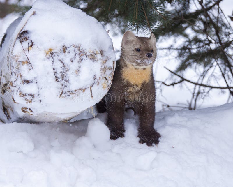 Pine Marten Standing Next To Log in Deep Snow with Fir Tree Behind ...