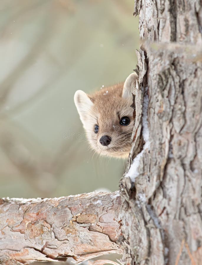 Pine Marten on a Tree Branch in Winter in Algonquin Park, Canada Stock ...