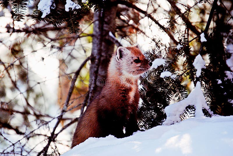 Marten on the snow stock photo. Image of weasel, european - 38933662