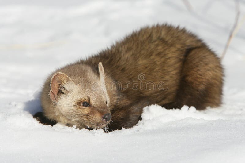 Pine martin in Snow stock image. Image of cuddly, rodent - 10505957