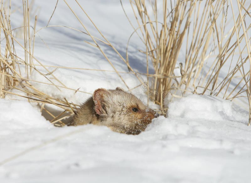 Pine martin in Snow stock image. Image of rodent, endangered - 10506415