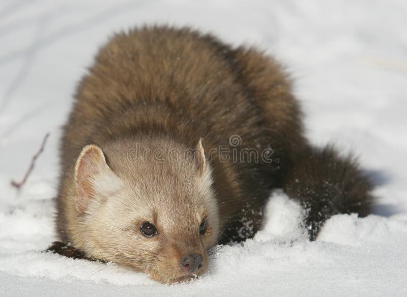 Pine martin in Snow stock photo. Image of mink, snout - 10506422