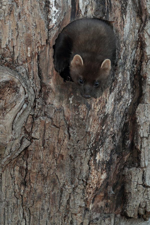 Pine martin. stock image. Image of profile, pine, wild - 236287957