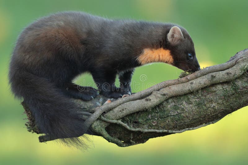 Pine martin. stock image. Image of view, mammal, green - 236287901