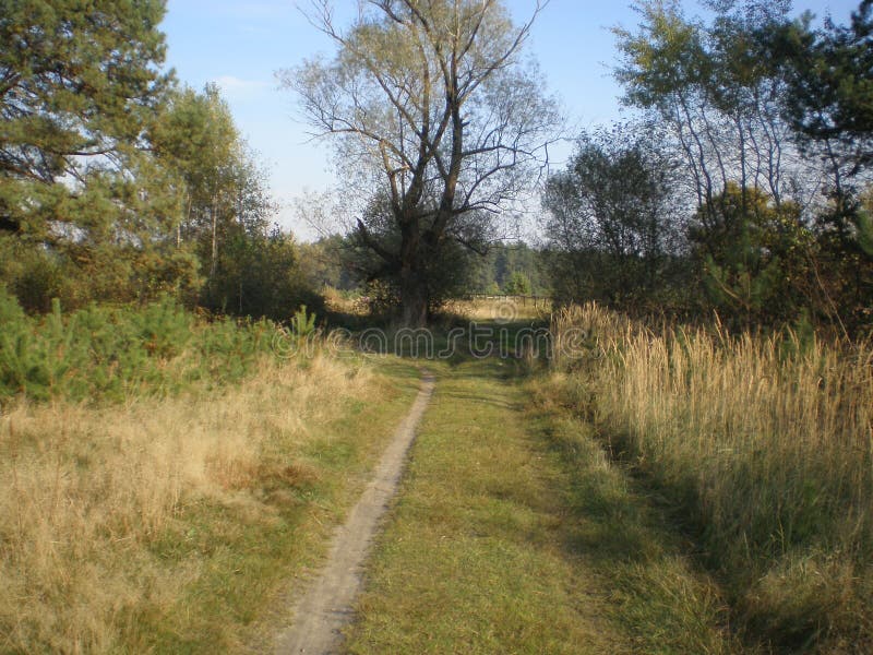 Pine, Mixed Forest, a Way in the Forest, Autumn, Tree Shadows Stock ...
