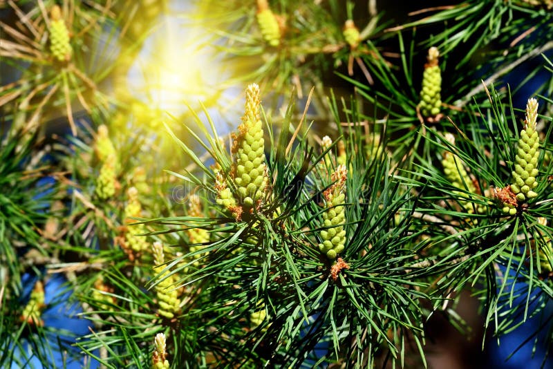 Pine Mountain. Needles and Buds in the Sun Stock Image - Image of ...