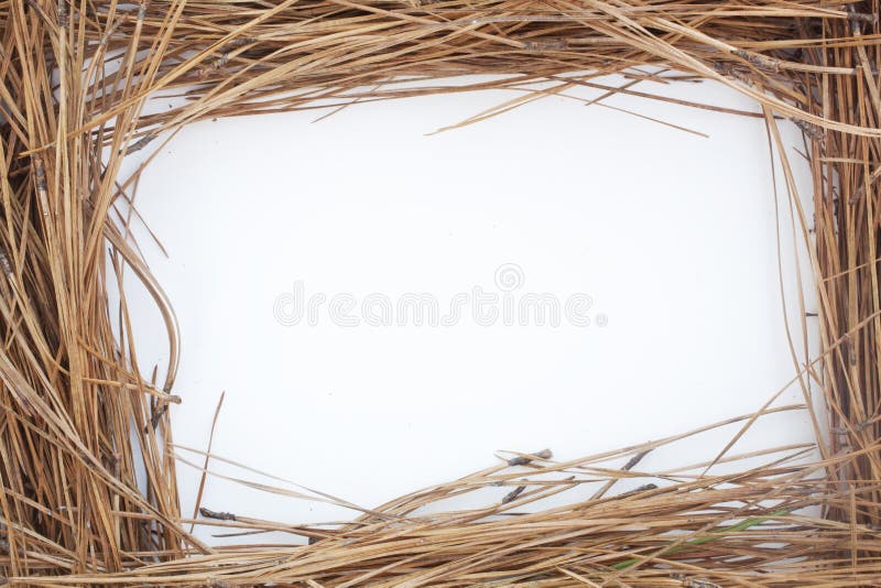 Pine Needle Border stock image. Image of shape, texture - 37178049