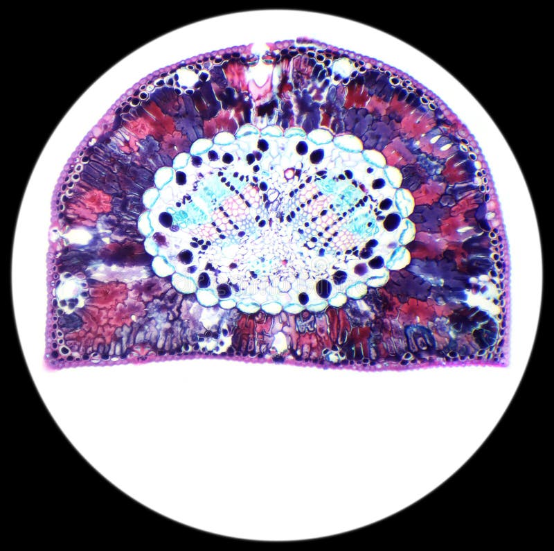 Pine Needles Under the Microscope Stock Image - Image of cells, nature ...