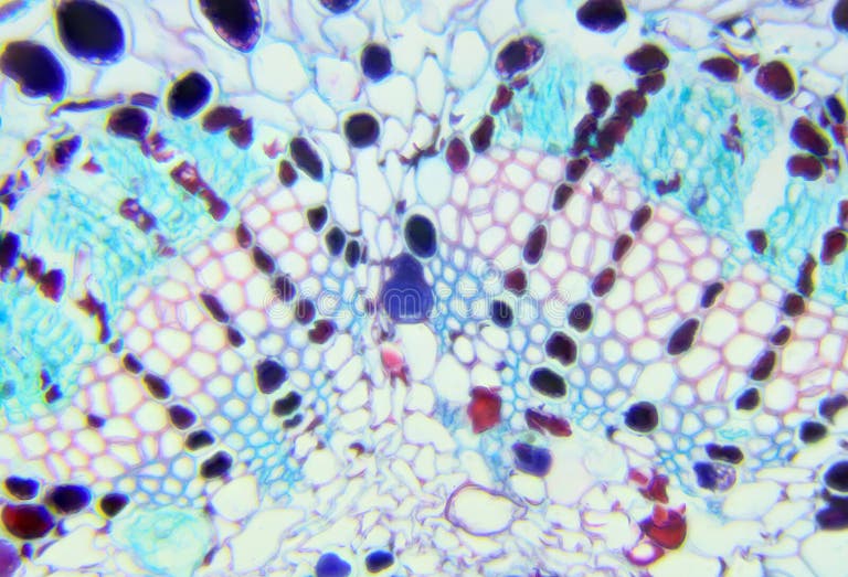 Pine Needle Cross-section Under the Microscope, Background Stock Image ...