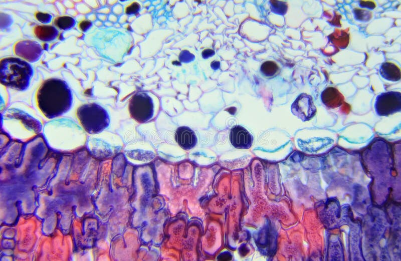 Pine Needles Under the Microscope Stock Image - Image of skin ...