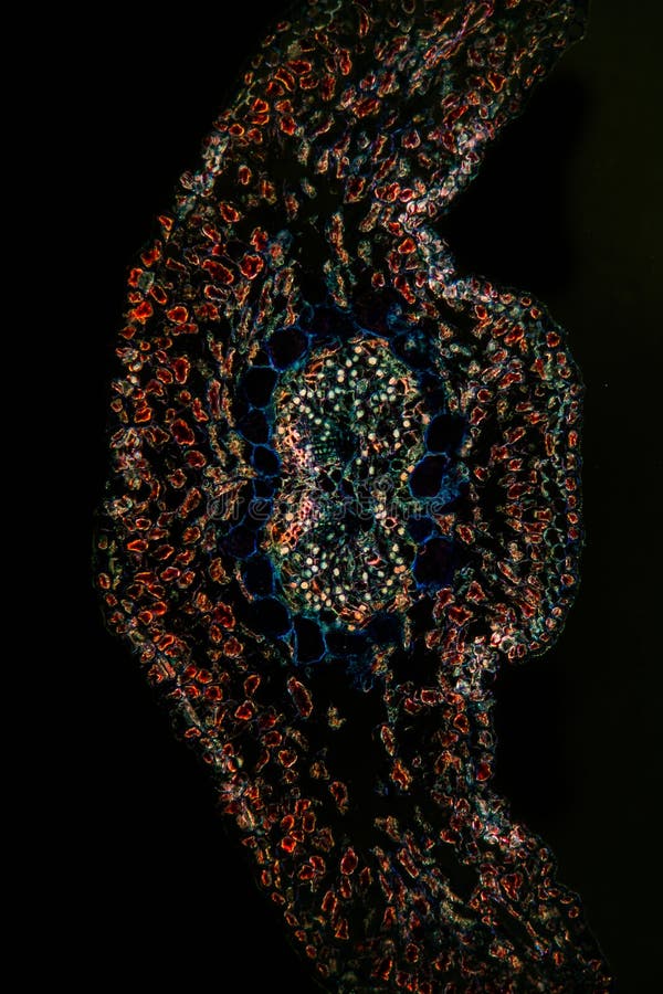 Pine needle cross section stock photo. Image of veins - 190737378