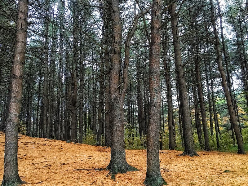 Pine Needle Forest in Maine Stock Image - Image of forest, ground: 99721809