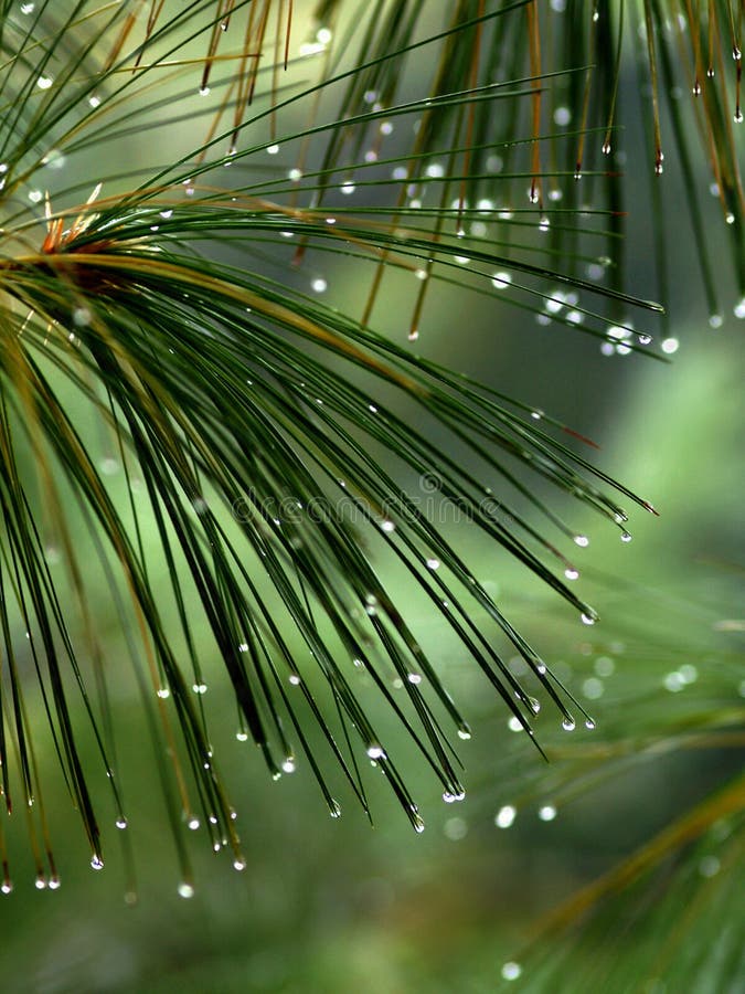 Pine Needle stock photo. Image of water, tree, pine, drop - 69704822