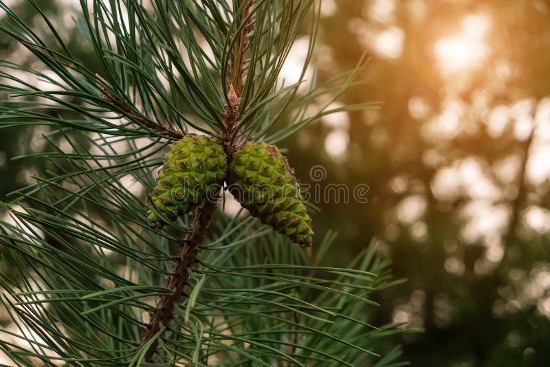Pine Needle Shape Leaves with Young Cone in a Forest Stock Photo ...