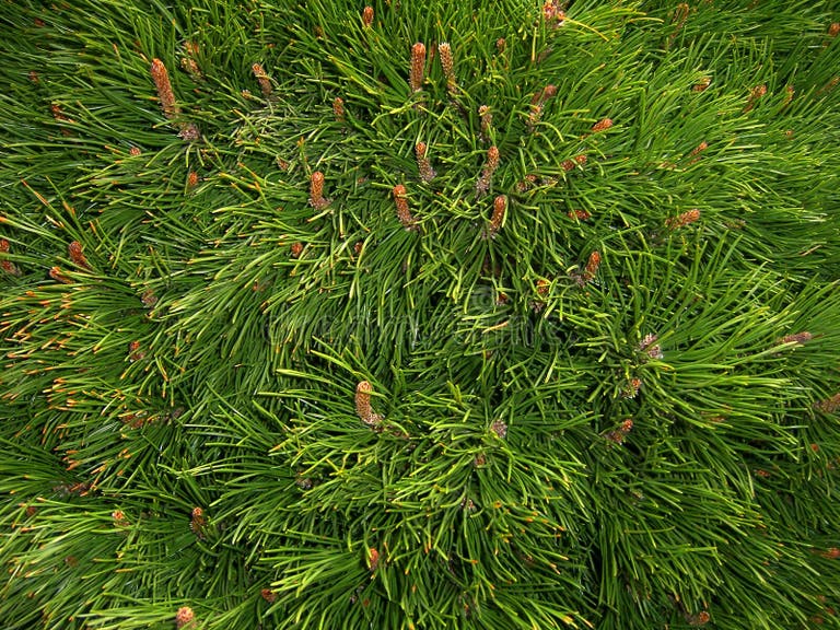 676 Tree Lump Texture Stock Photos - Free & Royalty-Free Stock Photos ...