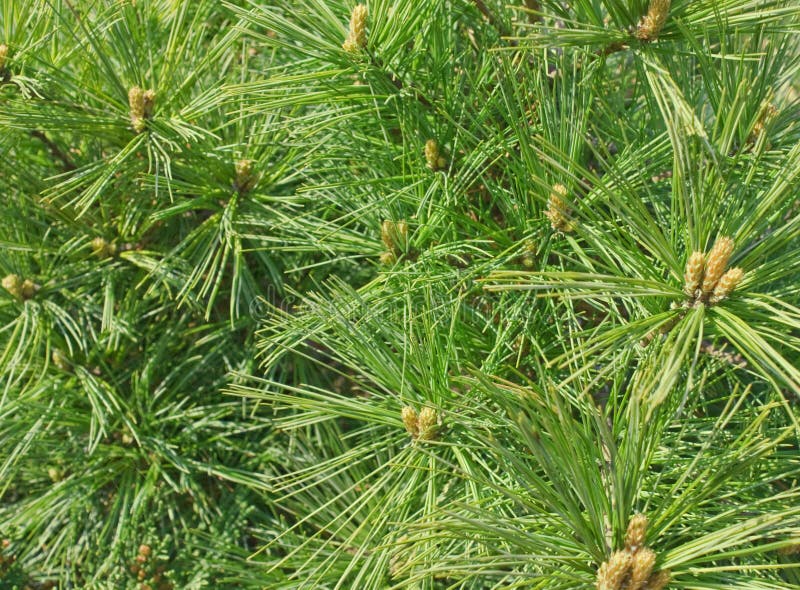 Pine needles stock photo. Image of evergreen, pushcha - 10276054