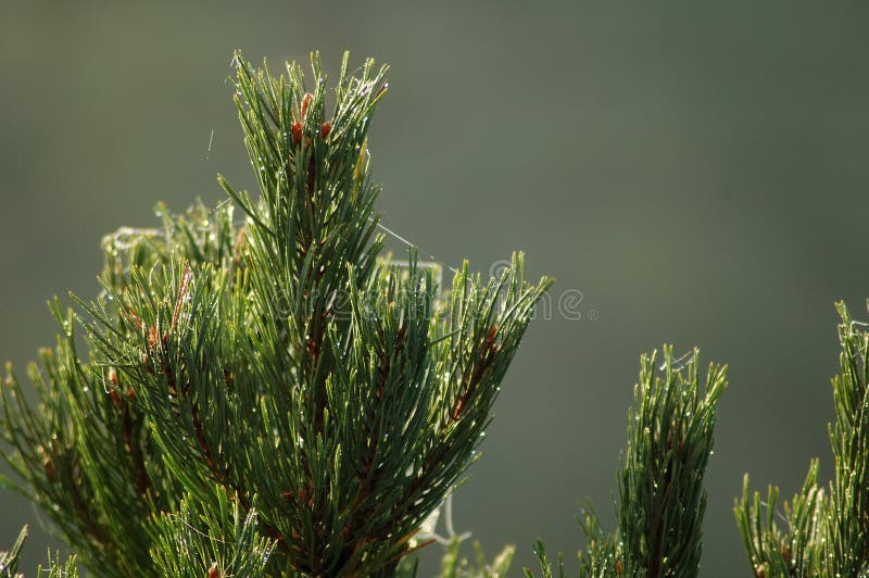 Pine needles stock image. Image of plain, needles, foliage - 1314007