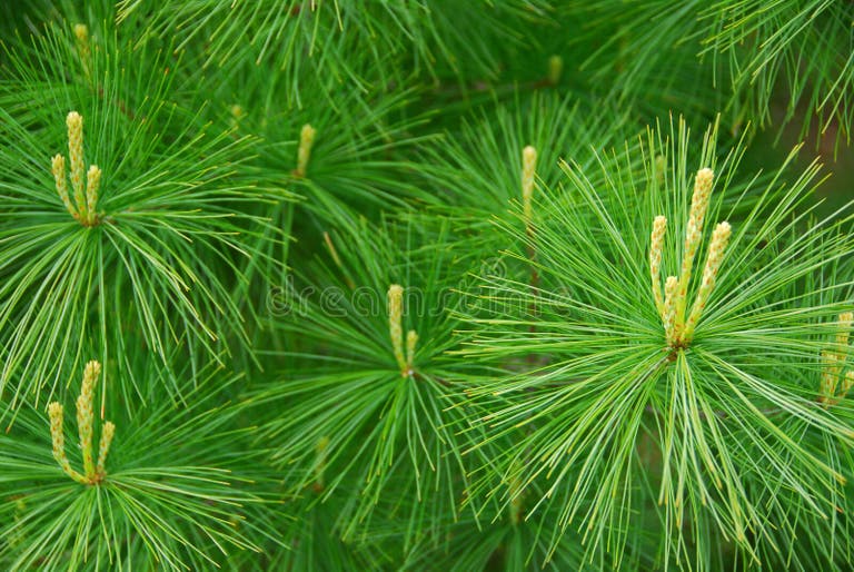 28,008 Pine Needles Texture Stock Photos - Free & Royalty-Free Stock ...