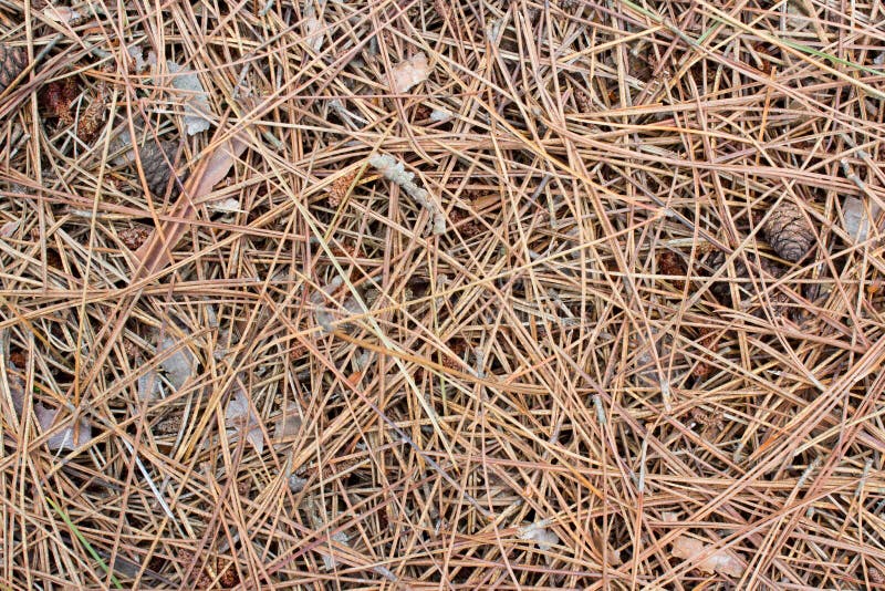 Pine Needles stock photo. Image of forest, tree, nature - 24707788