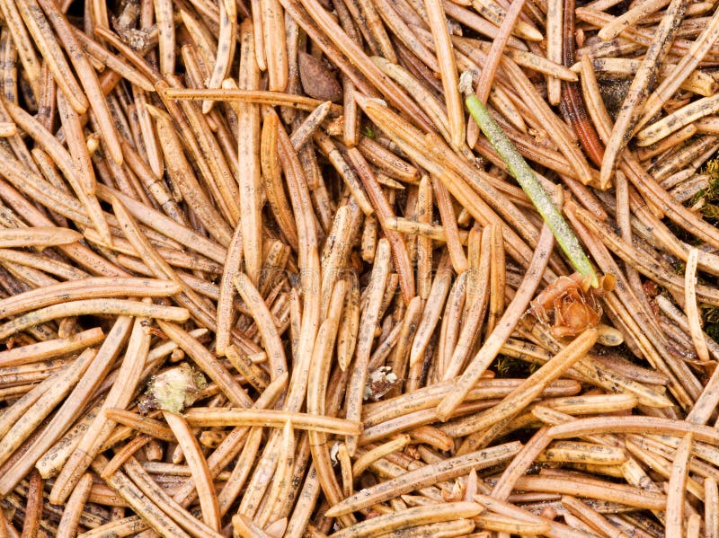Pine needles stock photo. Image of foliage, season, flora - 4606772