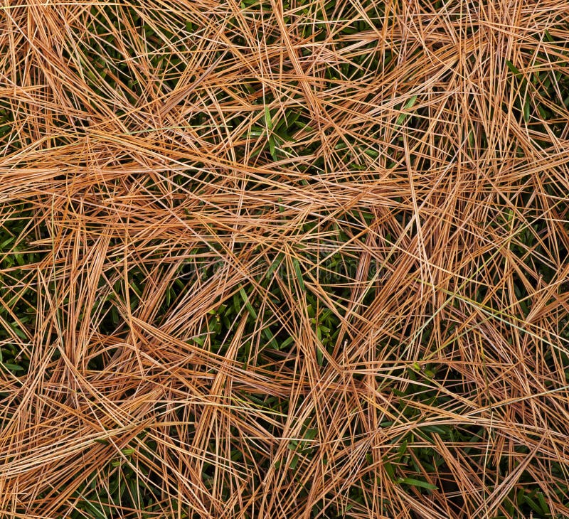 Pine needles stock image. Image of pine, nature, needles - 479047