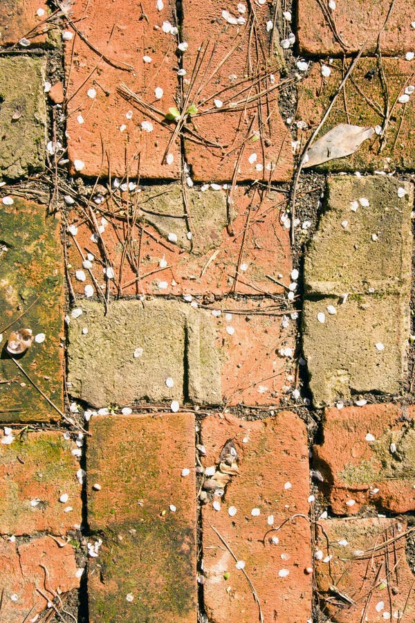 Pine needles on brick stock image. Image of rough, bricks - 3601793