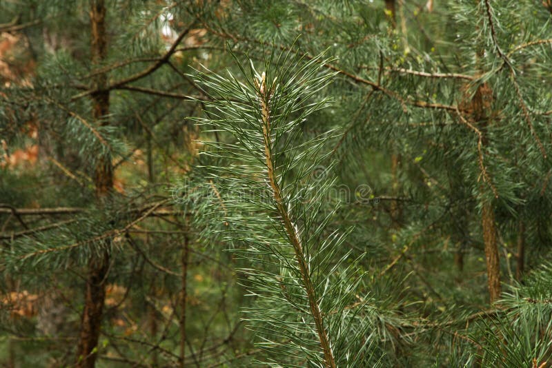 Pine needles stock photo. Image of foliage, park, coniferous - 85567750