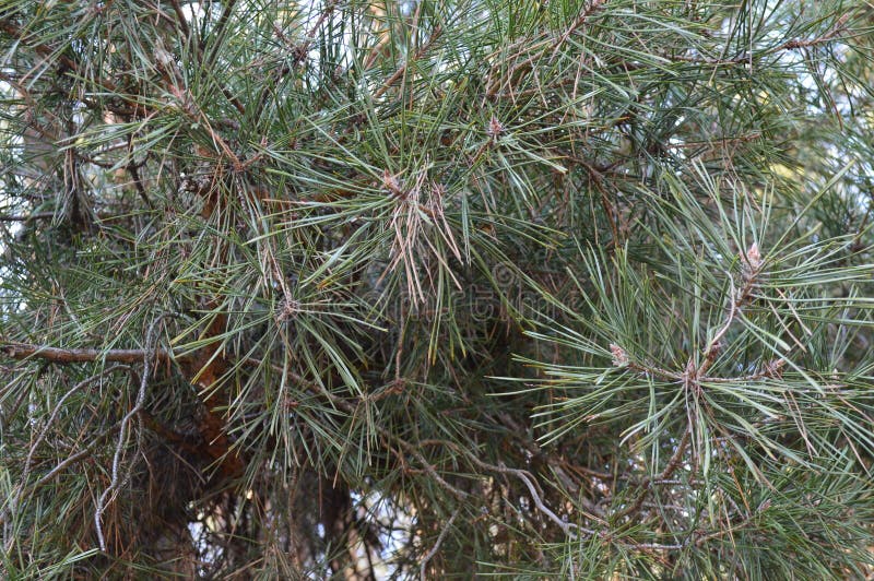 Pine Needles Close Up on Tree Stock Photo - Image of needles, flora ...