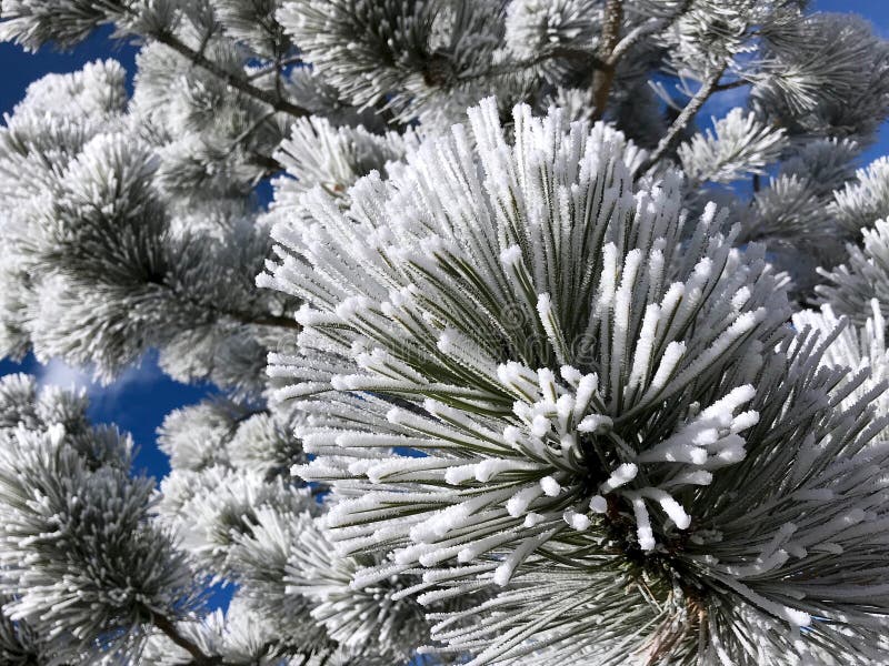 Icy Pine Needles stock photo. Image of colorado, leaves - 109255898