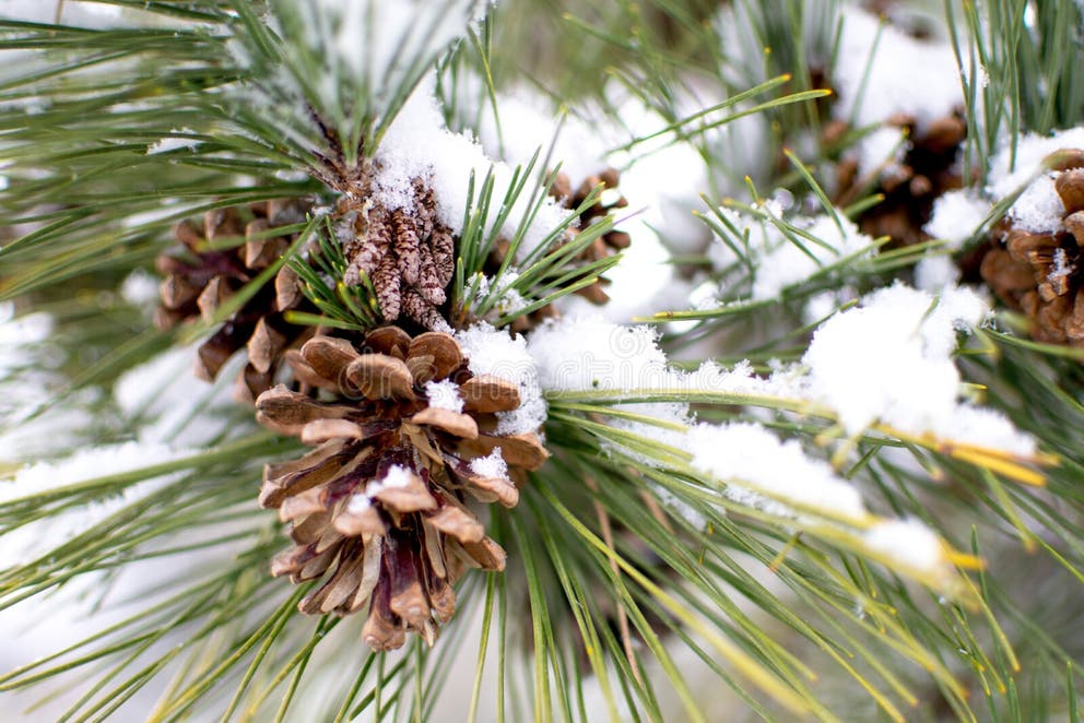 Pine Needles and Codes with Snow Stock Photo - Image of brown, crystals ...