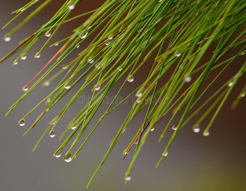 Pine Needles with Dew Drops Stock Image - Image of morning, autumnal ...