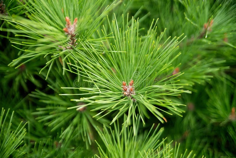 Pine Needles, Evergreen Tree Outdoor. Closeup Stock Photo - Image of ...