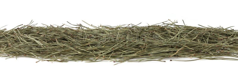 Pine Needles Border Isolated on White Background. Stock Photo - Image ...