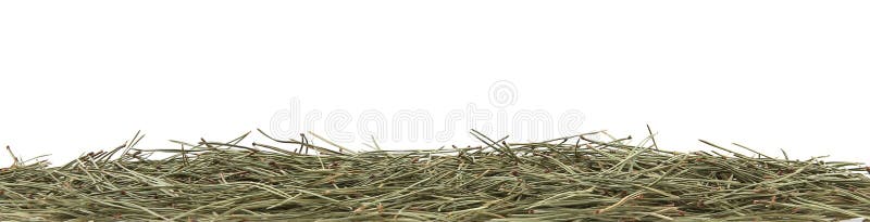Pine Needles Border Isolated on White Background. Stock Photo - Image ...